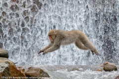 Snow Monkeys – Wildencounters